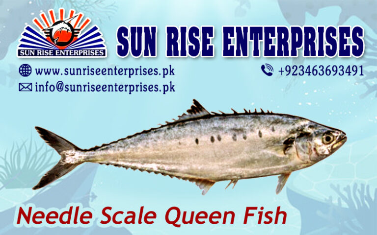Needle Scale Queenfish Exporter Pakistan Needle Scale Queenfish Packer ...