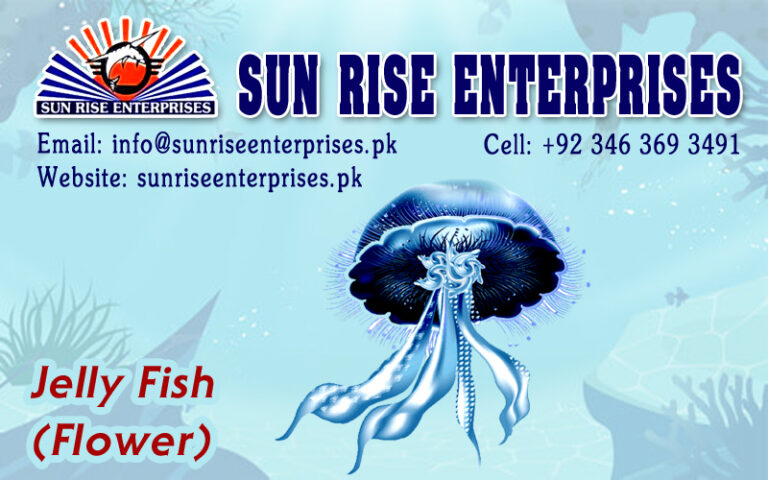 Salted Jellyfish Exporter Pakistan Salted Jellyfish Packer and Exporter ...
